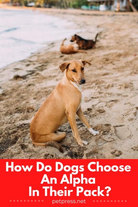 Answered: How Do Dogs Choose a Leader or Alpha in Their Pack?