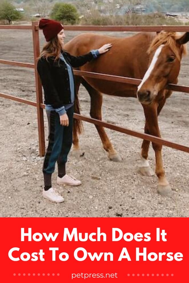 How Much Does It Cost To Own A Horse: Price Breakdown