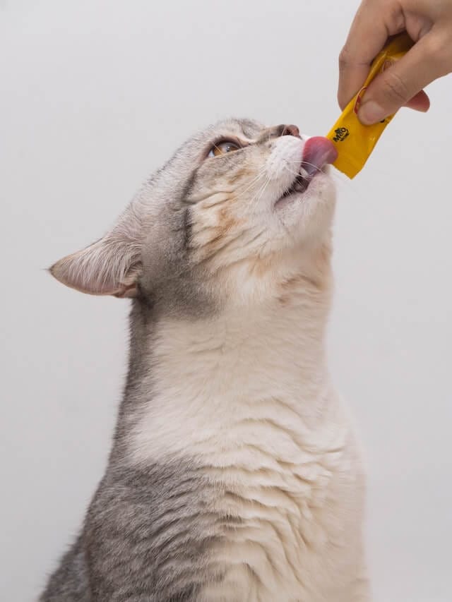 How to Choose the Right Cat Food for Your Feline Friend