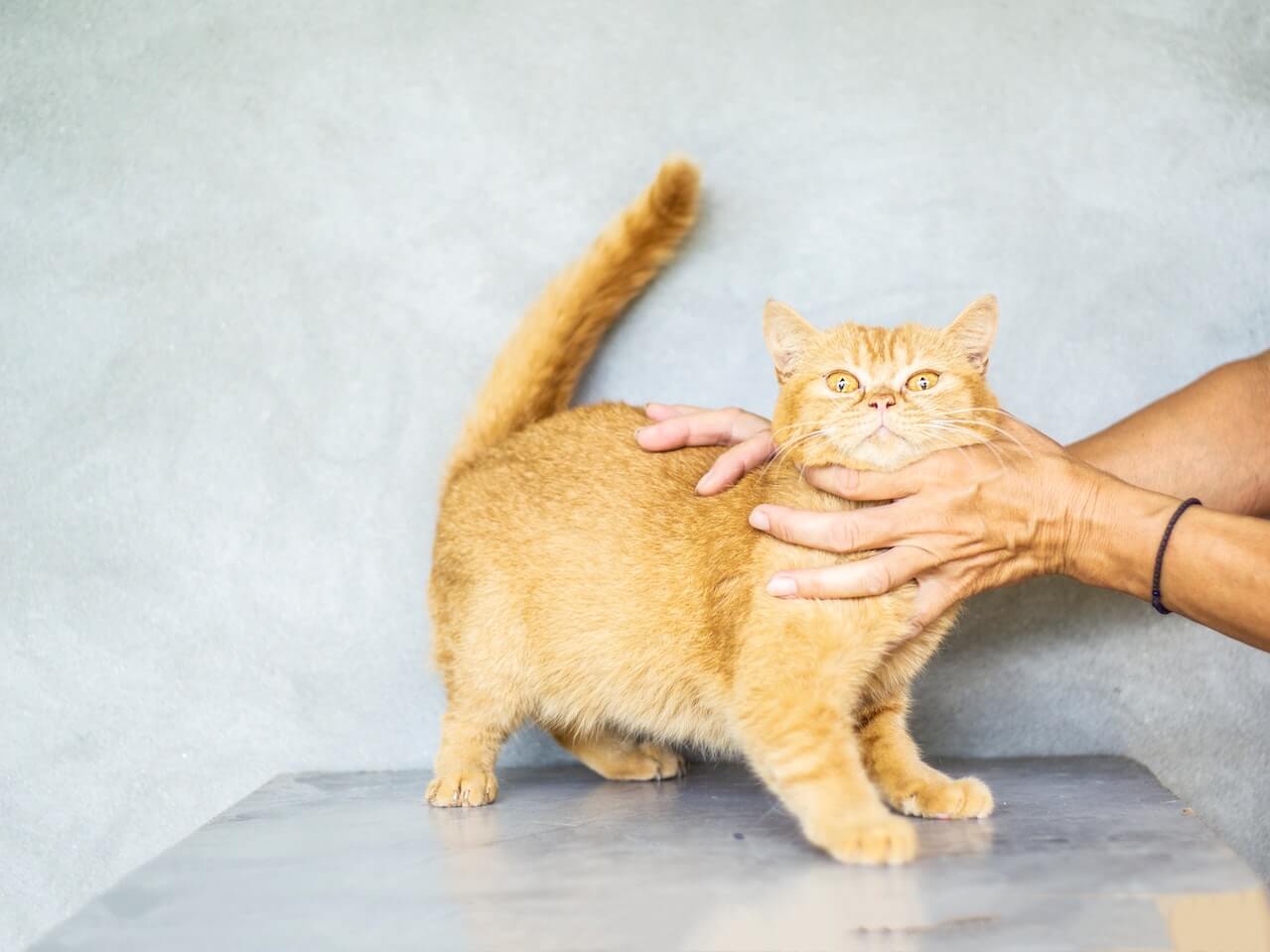 8 Steps to Help Your Cat Overcome Their Fear of People