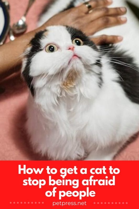 8 Steps to Help Your Cat Overcome Their Fear of People