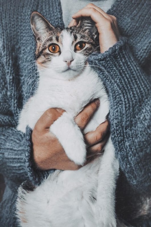 8 Steps to Help Your Cat Overcome Their Fear of People