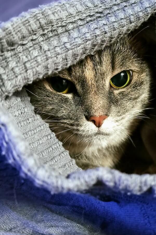 8 Steps to Help Your Cat Overcome Their Fear of People