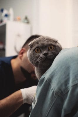 8 Steps to Help Your Cat Overcome Their Fear of People
