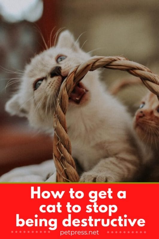 The Destructive Cat: Why They Do It and How to Stop It