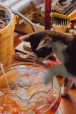 The Destructive Cat: Why They Do It and How to Stop It