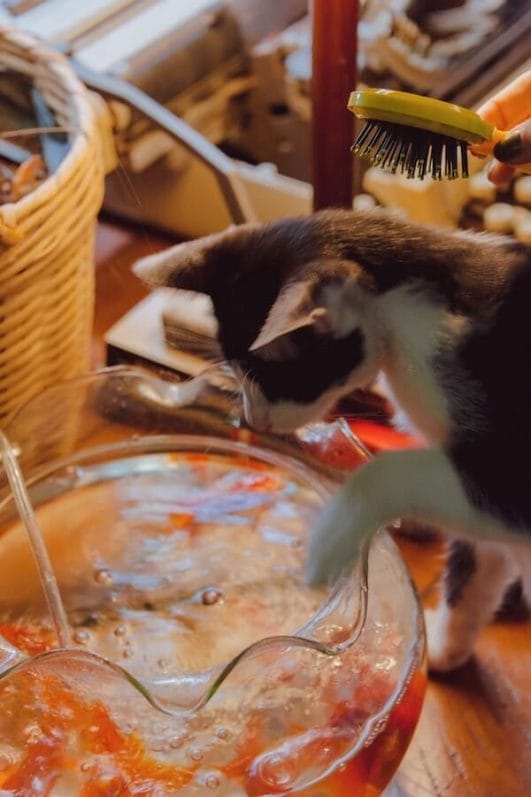 The Destructive Cat: Why They Do It and How to Stop It