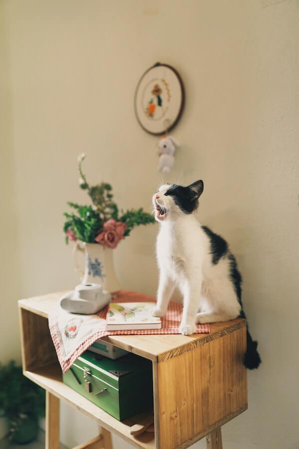 The Destructive Cat: Why They Do It and How to Stop It