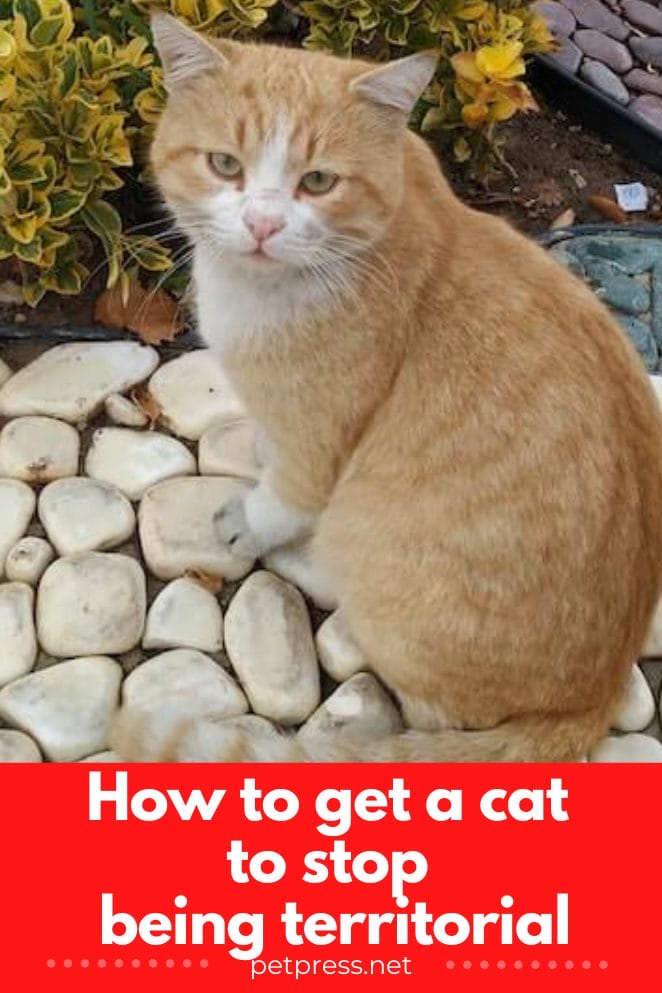 Why Your Cat is being territorial and how to stop it