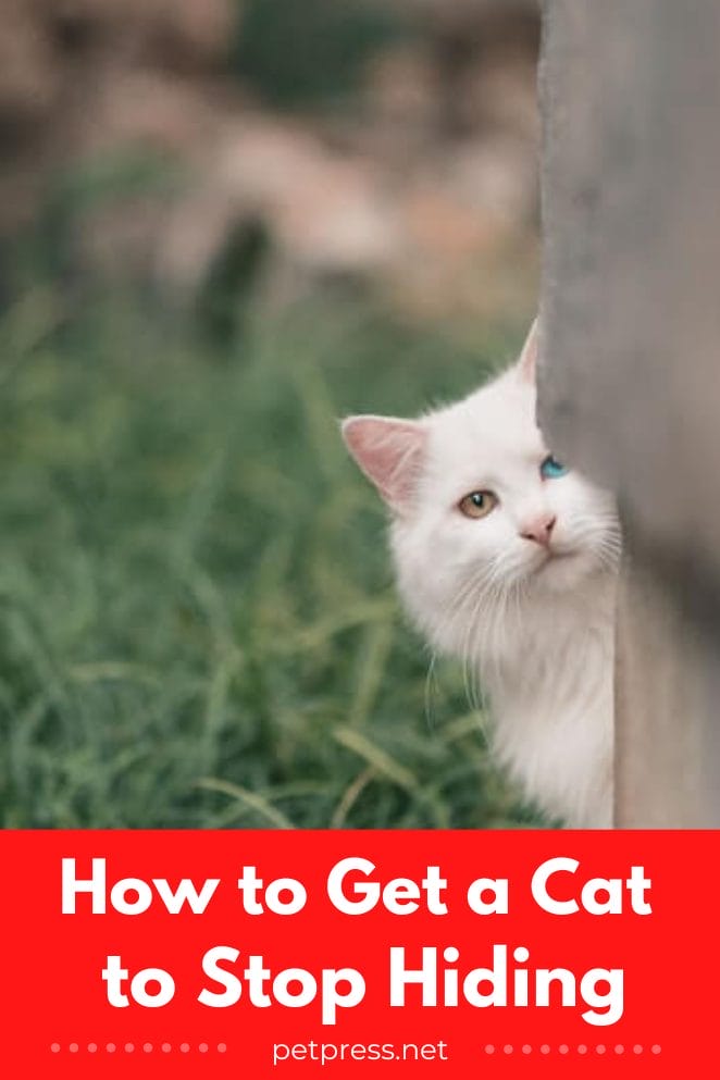 The Hide And Seek Champion How To Get A Cat To Stop Hiding the-hide-and-seek-champion-how-to-get-a-cat-to-stop-hiding