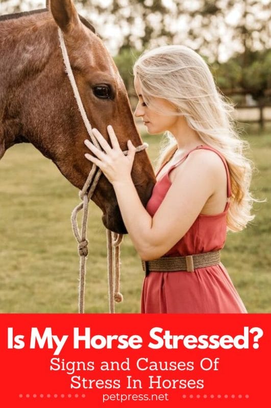 Is My Horse Stressed? Signs and Causes Of Stress In Horses