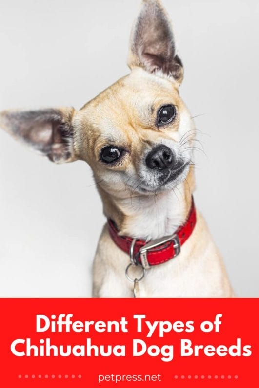 10 Different Types of Chihuahua Dog Breeds: An Overview