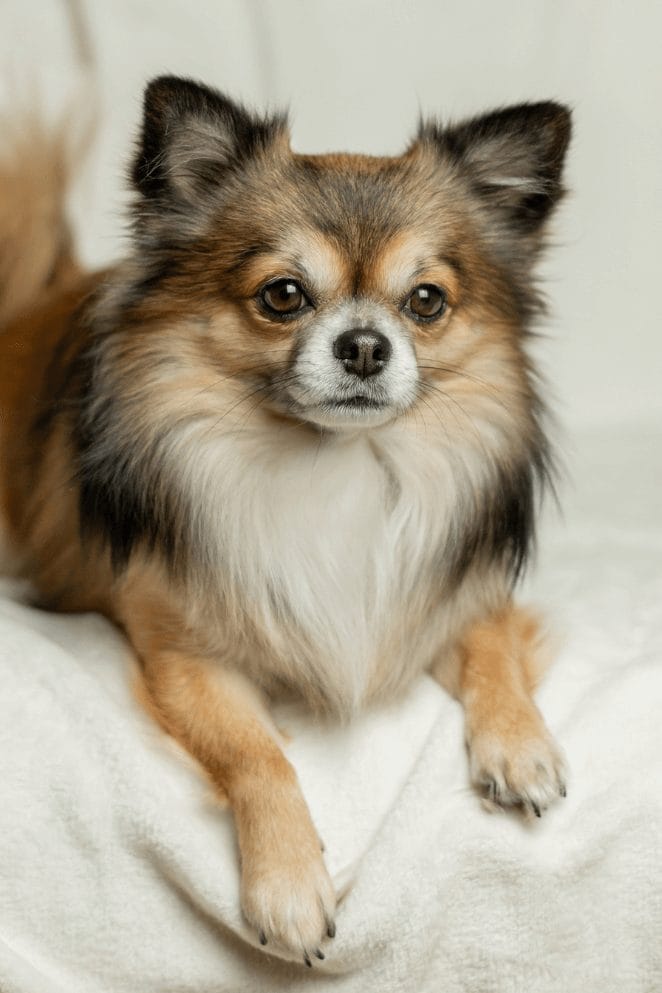10 Different Types of Chihuahua Dog Breeds: An Overview