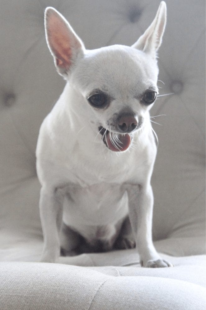 10 Different Types of Chihuahua Dog Breeds: An Overview