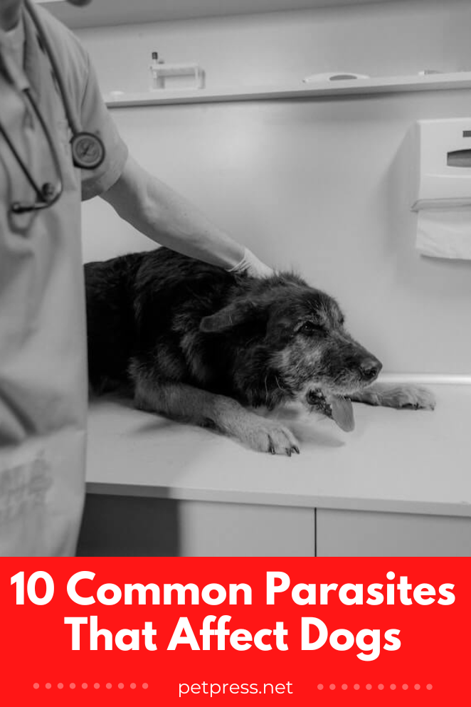 10 Common Parasites That Affect Dogs and How to Prevent Them