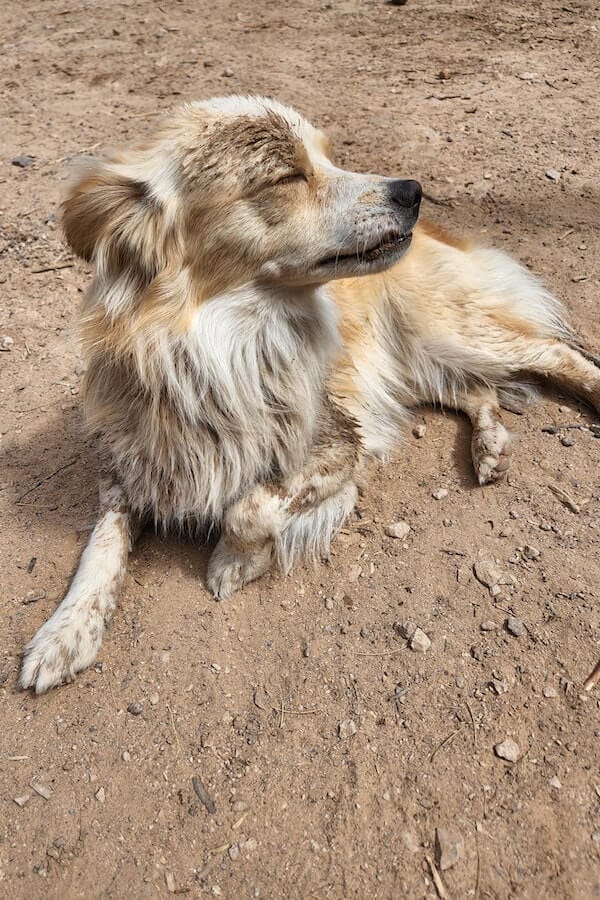 10 Common Parasites That Affect Dogs and How to Prevent Them