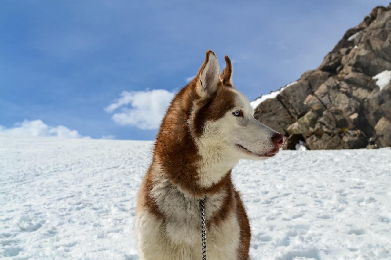 What Are The Best Dog Breeds for Cold Climates: Top 10 Picks