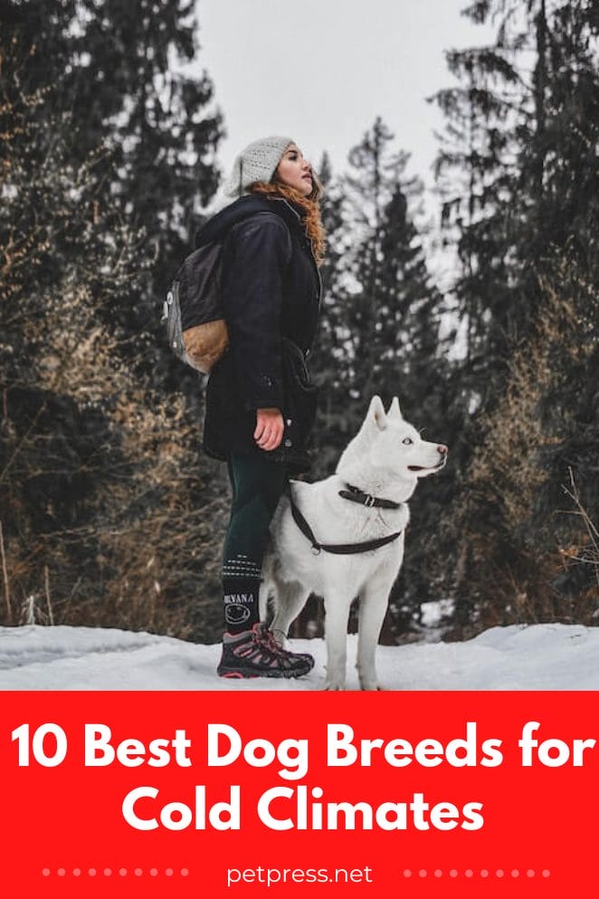 What Are The Best Dog Breeds for Cold Climates: Top 10 Picks