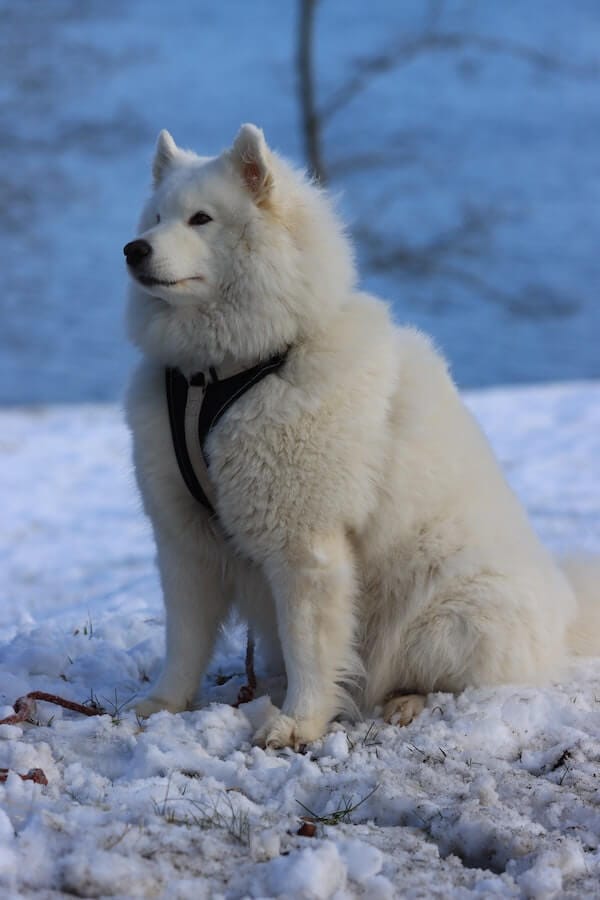 What Are The Best Dog Breeds for Cold Climates: Top 10 Picks