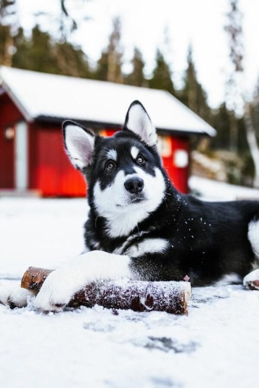 What Are The Best Dog Breeds for Cold Climates: Top 10 Picks