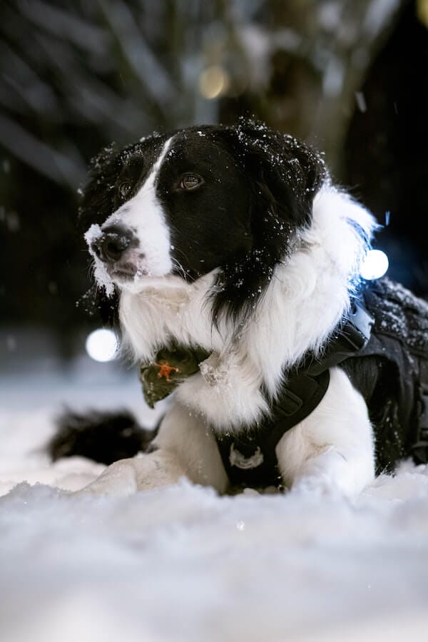 What Are The Best Dog Breeds for Cold Climates: Top 10 Picks