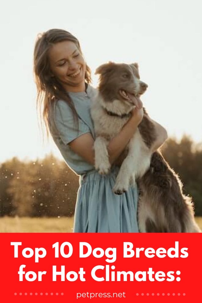 Best dog breeds for hot climates: Top 10 Cool Pups