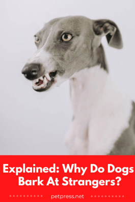 Explained: Why Do Dogs Bark At Strangers?