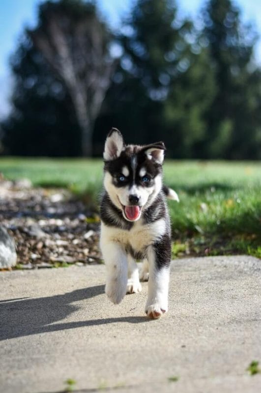 Canine Preying Instincts: Why Do Dogs Chase Small Animals?
