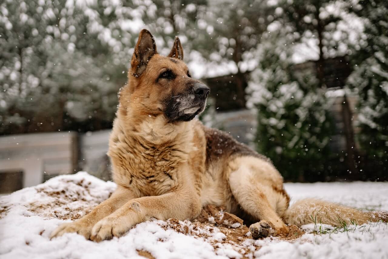 Five Weirdest Reasons Why Dogs Try to Catch Snowflakes