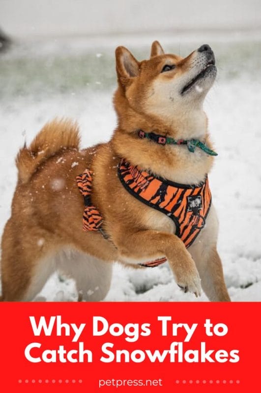 Five Weirdest Reasons Why Dogs Try to Catch Snowflakes