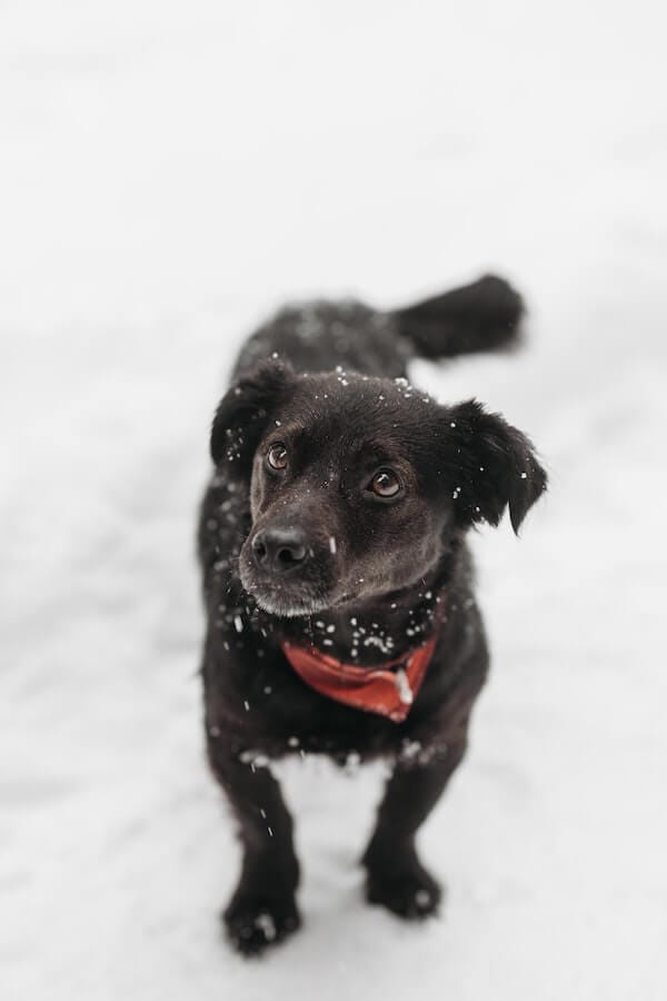 Five Weirdest Reasons Why Dogs Try to Catch Snowflakes