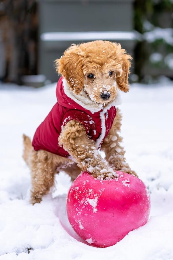 Five Weirdest Reasons Why Dogs Try to Catch Snowflakes