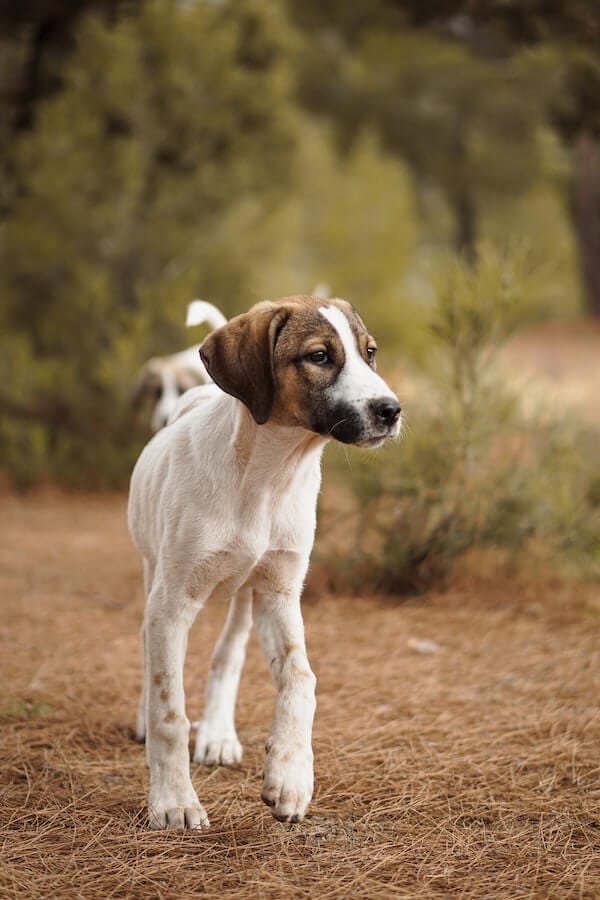 80+ Best Alabama Dog Names