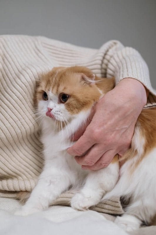 The Top 10 Anxious Cat Breeds (And How to Help Them Chillax)