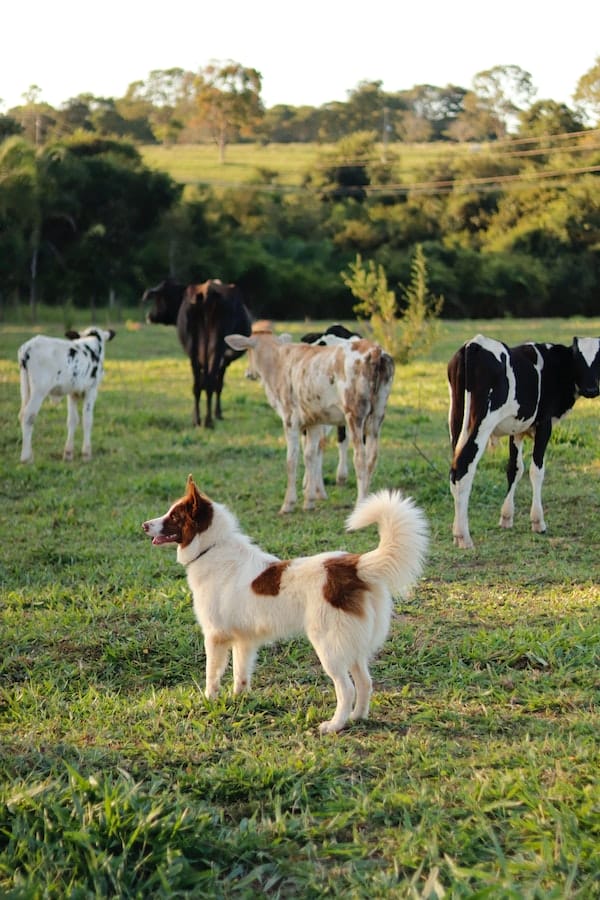 8 Popular Herding Dog Breeds And The Benefits of Owning Them
