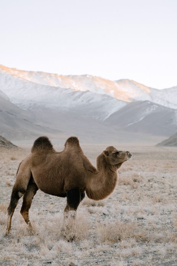10+ Interesting And Amazing Camel Facts That You May Not Know