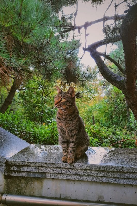 A Comprehensive Guide: 6 Tips on How To Prevent Cat Hairballs