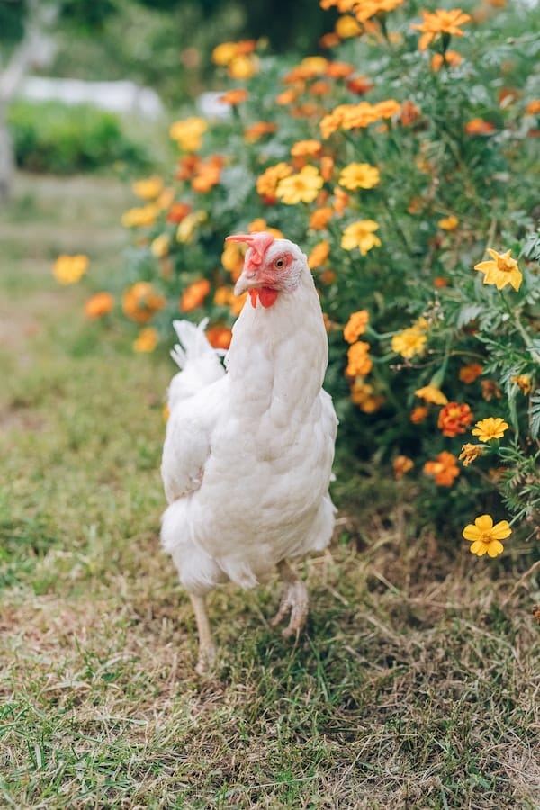 10+ Interesting Chicken Facts That Might Surprise You