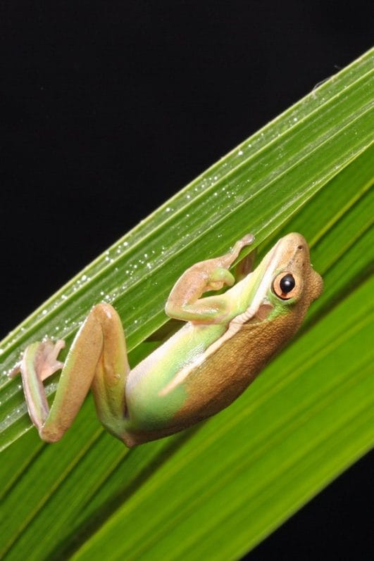 10+ Interesting Frog Facts about These Cute Amphibians