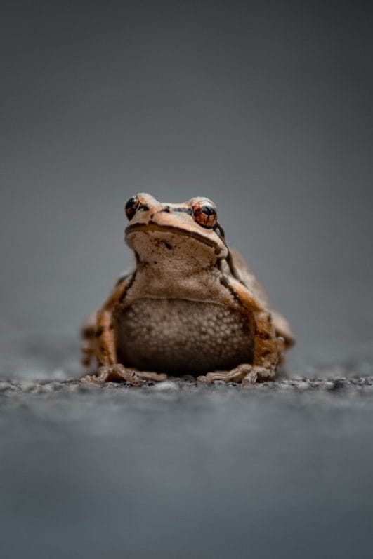 10+ Interesting Frog Facts about These Cute Amphibians