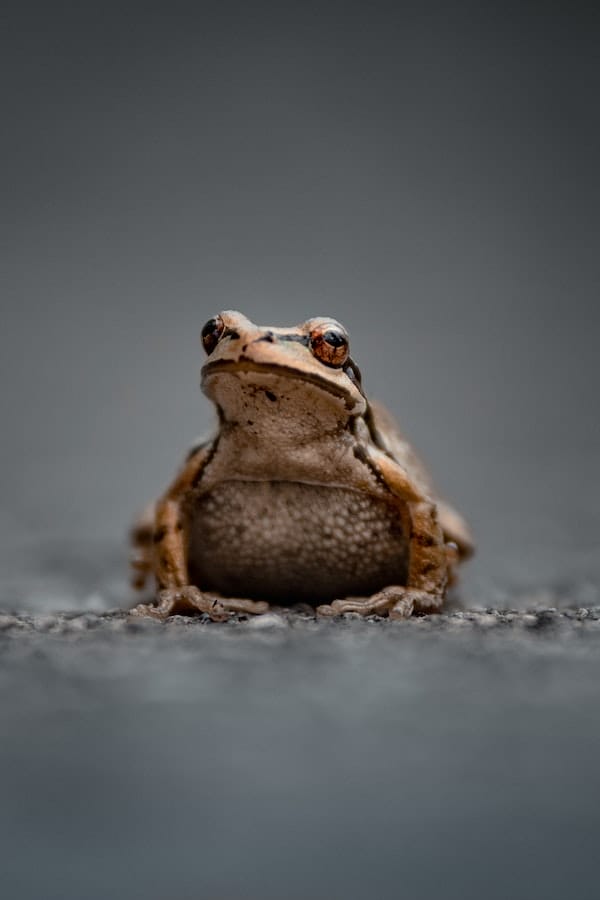 10+ Interesting Frog Facts about These Cute Amphibians