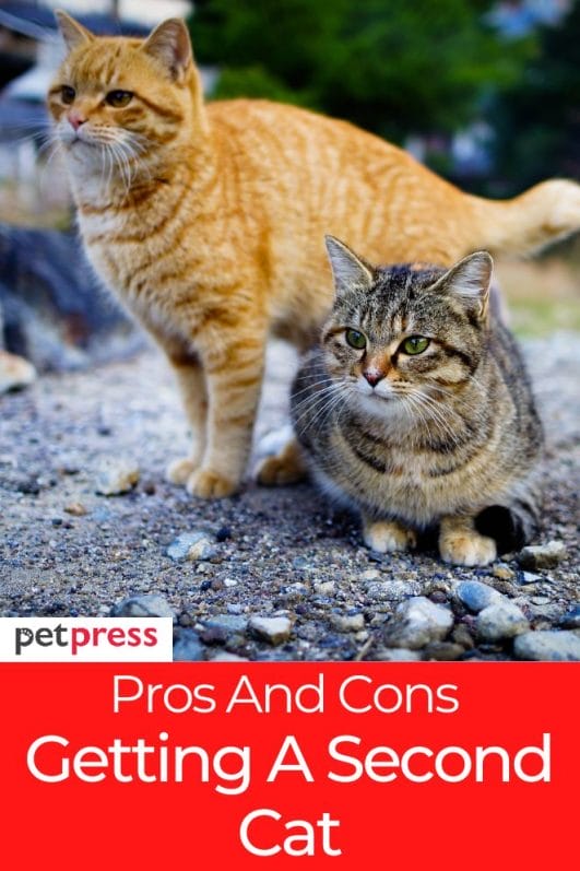 Pawsing to Consider: Pros And Cons Of Getting A Second Cat