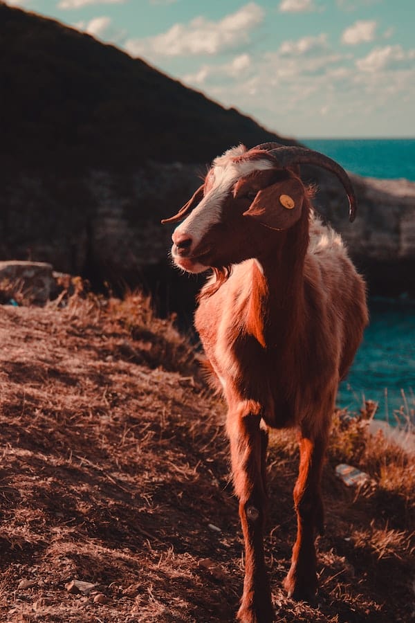10+ Interesting And Fascinating Goat Facts That You Should Know