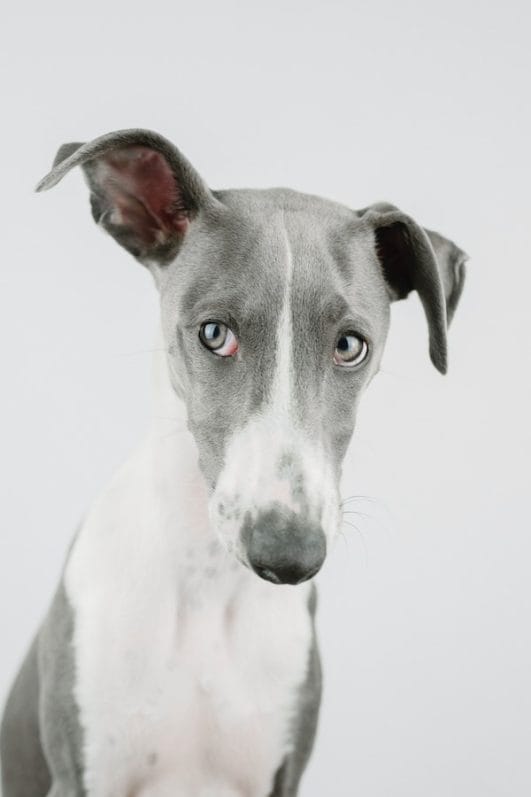 The Perfect Family Pet: 9 Popular Types of Hound Dogs