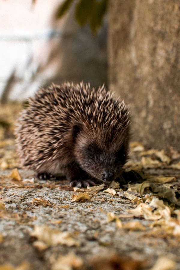 10+ Interesting Hedgehogs Facts About The Spiky Little Creatures