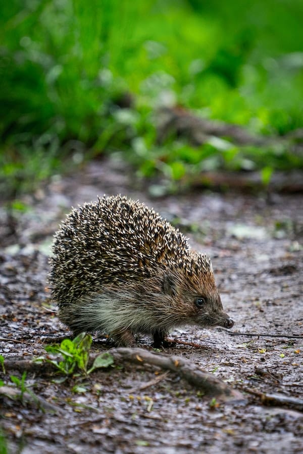 10+ Interesting Hedgehogs Facts About The Spiky Little Creatures