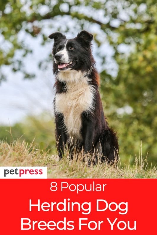 8 Popular Herding Dog Breeds And The Benefits of Owning Them