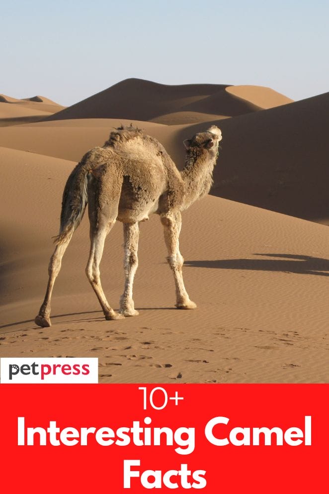 10+ Interesting And Amazing Camel Facts That You May Not Know