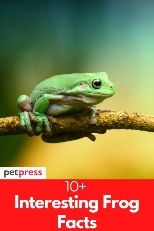 10+ Interesting Frog Facts about These Cute Amphibians