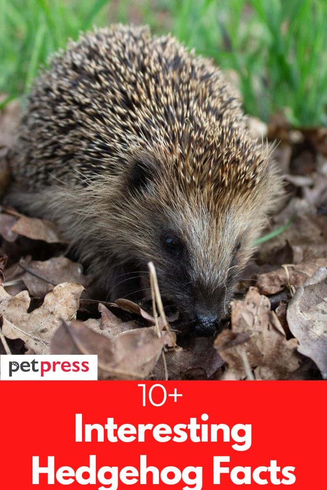 10+ Interesting Hedgehogs Facts About The Spiky Little Creatures